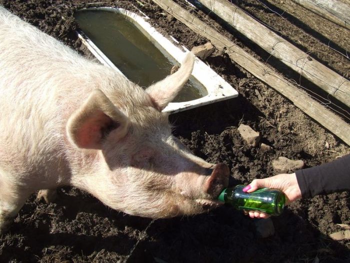 Tasmania’s Pub in the Paddock For Sale, With Drinking Pigs ...