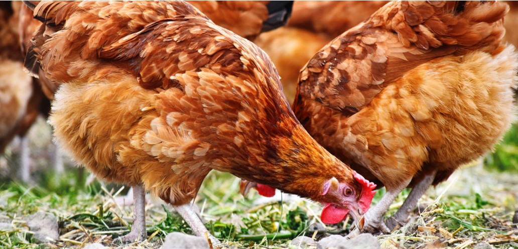 RF Corval buys Cordina poultry investments with leasebacks ...